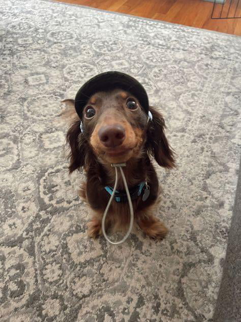 He has a tiny cute hat 🥹 - 9GAG