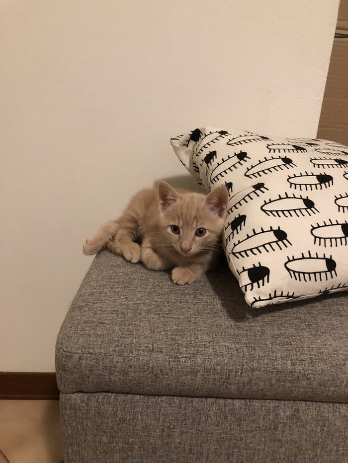 So basically I’m very smol - 9GAG