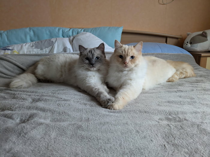 These siblings cuddle together all the time, but never in this pose ...