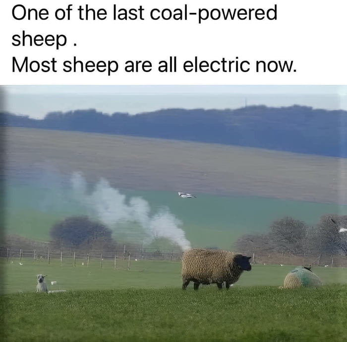 Sheep - 9GAG