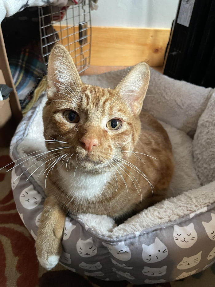 New foster boy, Rufus, made it thru a shattered pelvis and is doing ...