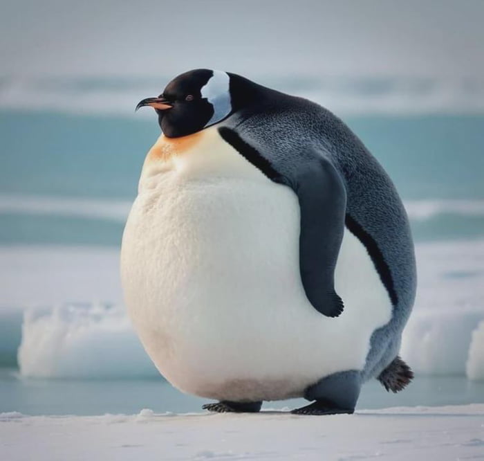 Of absolute unit penguin. - 9GAG