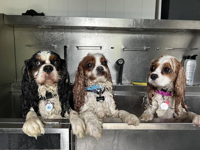 The three musketeers getting A bath - 9GAG