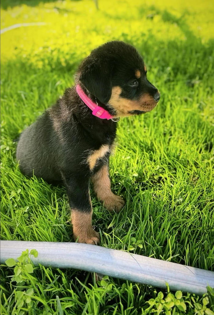 Meet LuLu 7 week old Rottweiler puppy - 9GAG