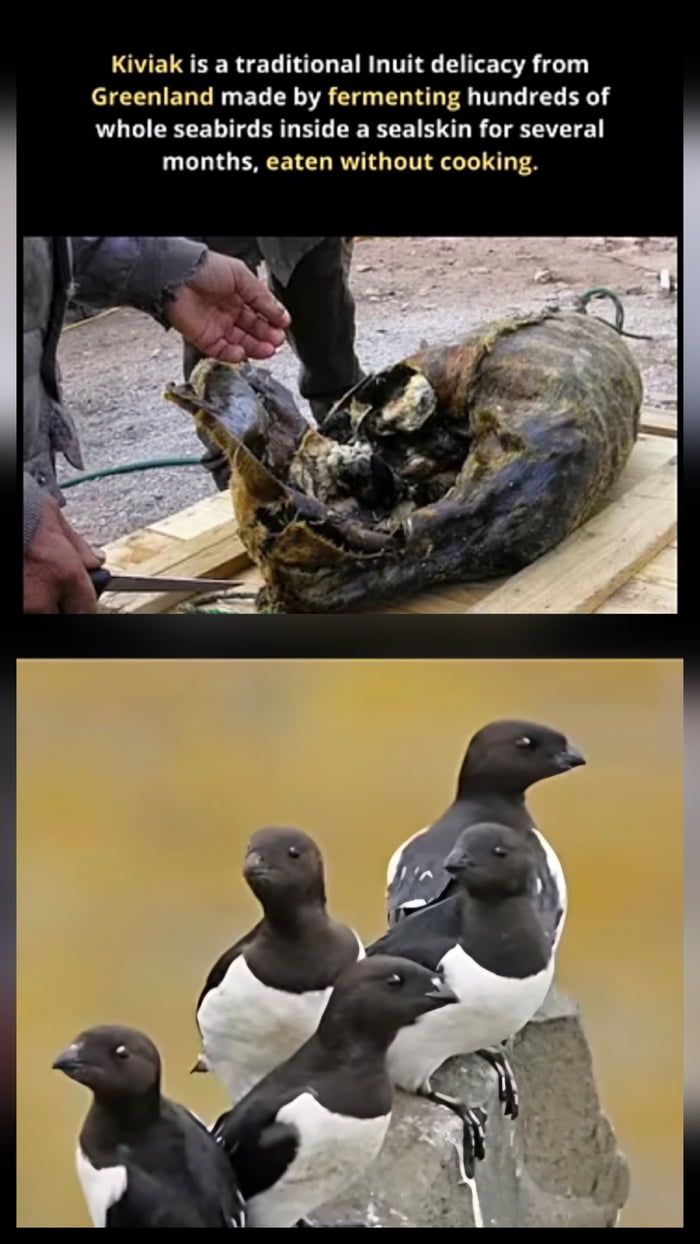 Think surströmming is bad? Wait until you hear about kiviak - 9GAG
