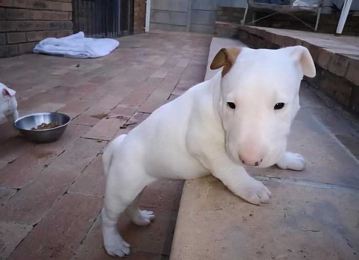 Look who's trying to climb steps - 9GAG