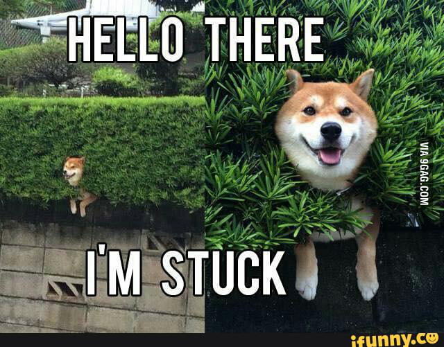 Halp, hooman, halp - 9GAG