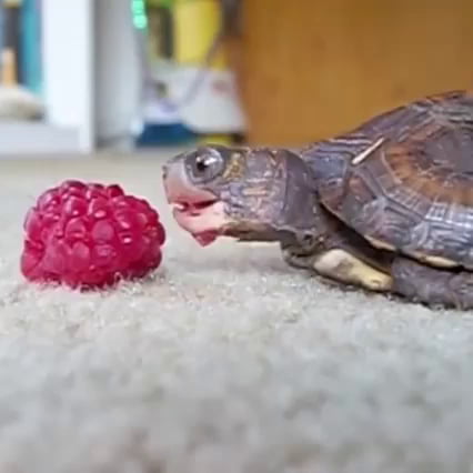 All you need in your life is this video of a baby turtle eating a ...