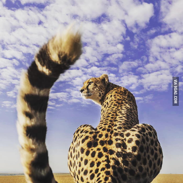 Blue skies and a big cat. - 9GAG