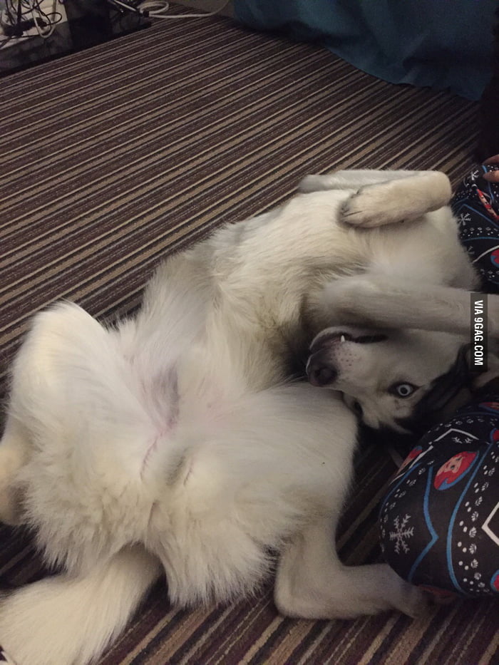 Apparently it's a husky thing - 9GAG