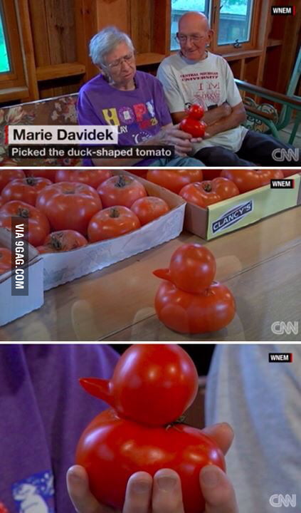 Duck-shaped tomato - 9GAG