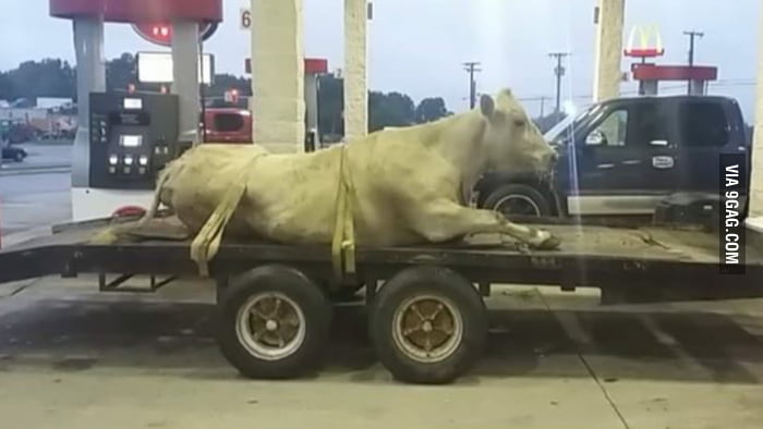 Cow being transported in rural Virginia today. - 9GAG