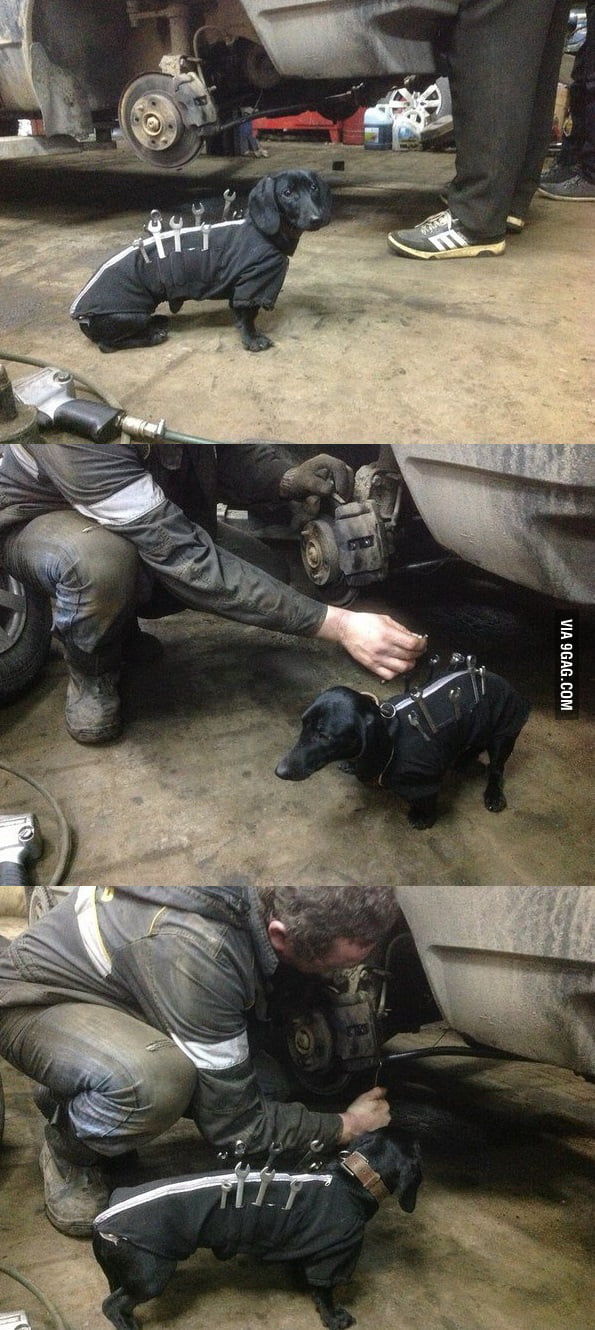Tool dog at work - 9GAG