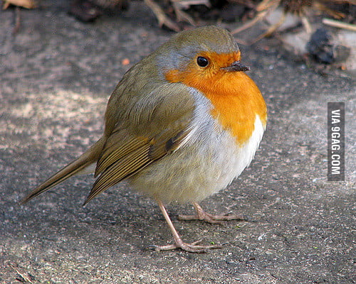 Cute Robin - 9GAG