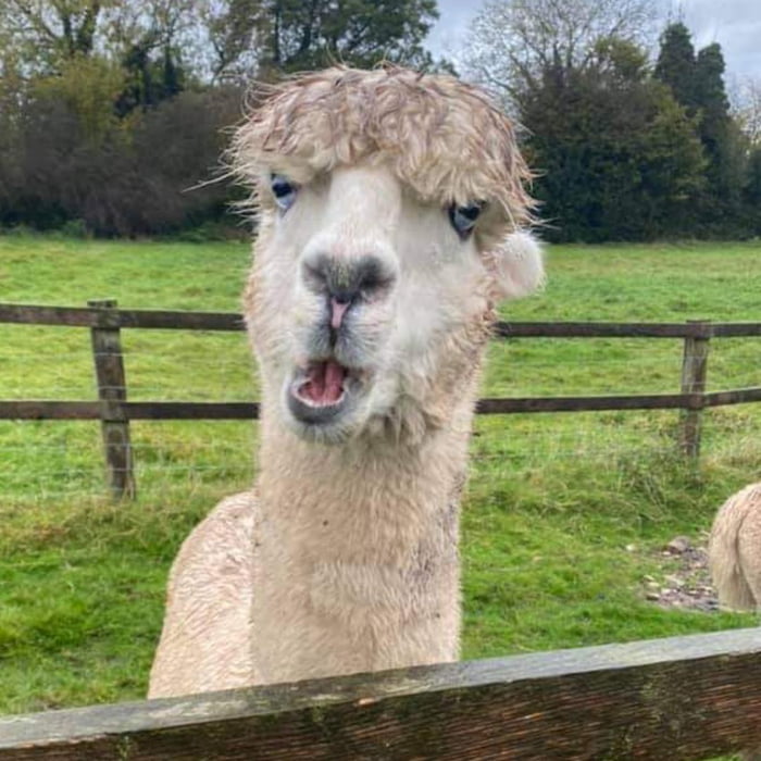 Eric the derpy alpaca - 9GAG