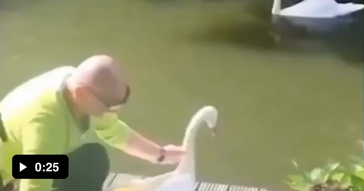 This is the heartwarming moment a loving swan was reunited with its ...