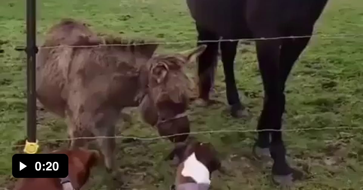 Can u spot the Donkeys? - 9GAG