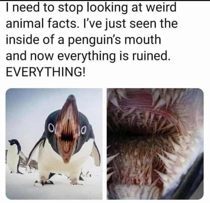 Penguins, I've seen it so you also need to see it. - 9GAG