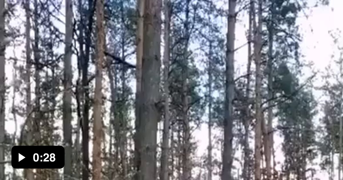 2 Guys attempting to break a tree. - 9GAG