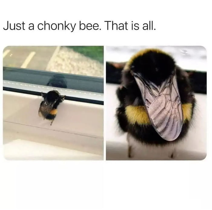 Absolute unit of a bee - 9GAG