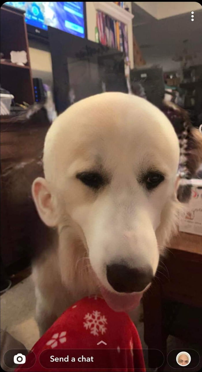 This is what a dog looks like using a bald filter. It gave it human ...