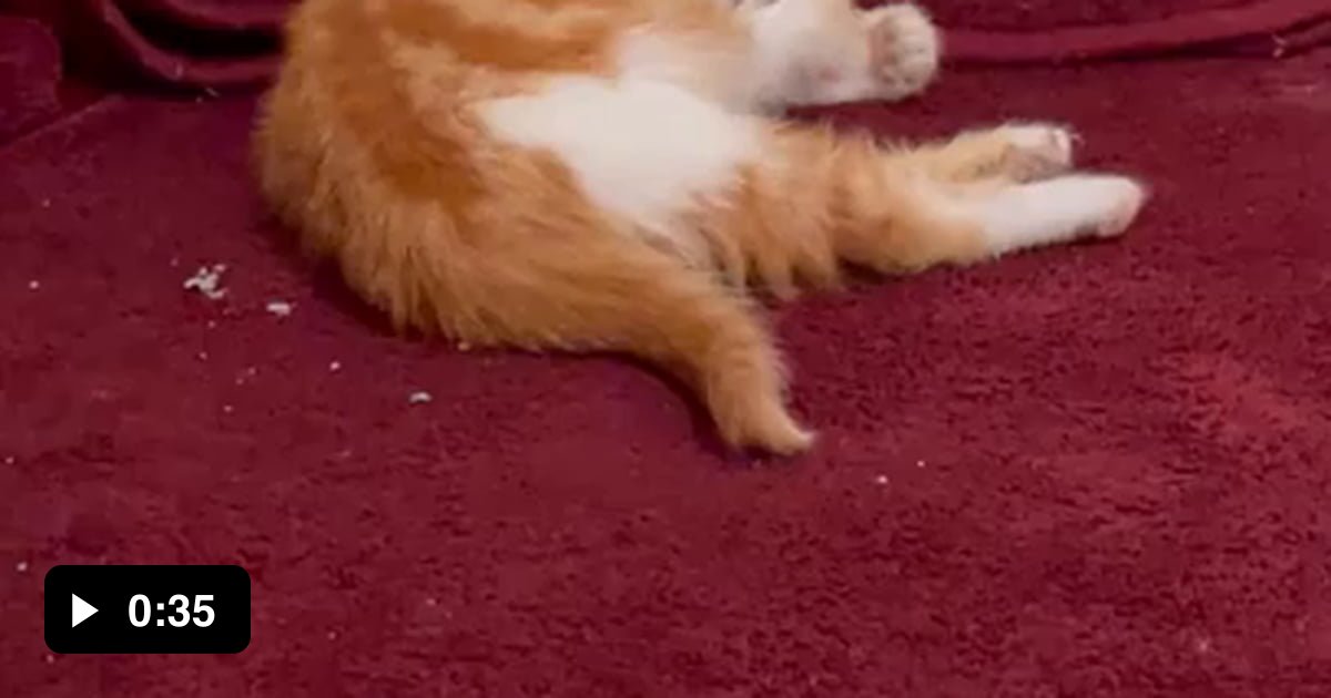 Garfield being derpy - 9GAG