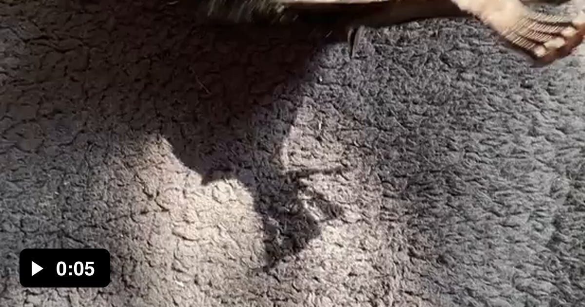 This little flying fox is having a bit of a derp moment after a poop ...