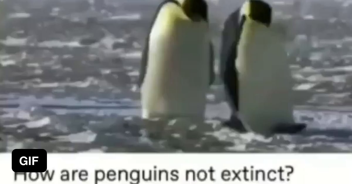 Penguins are cute - 9GAG