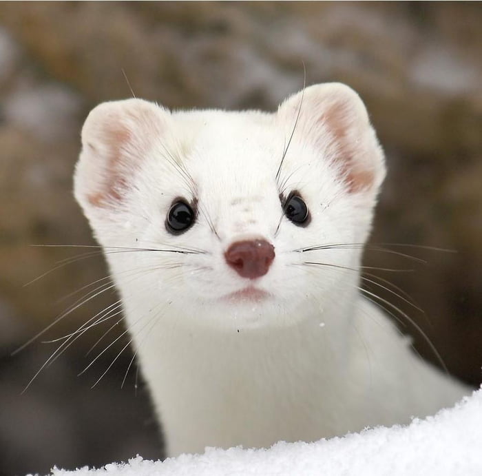 A weasel in the snow - 9GAG