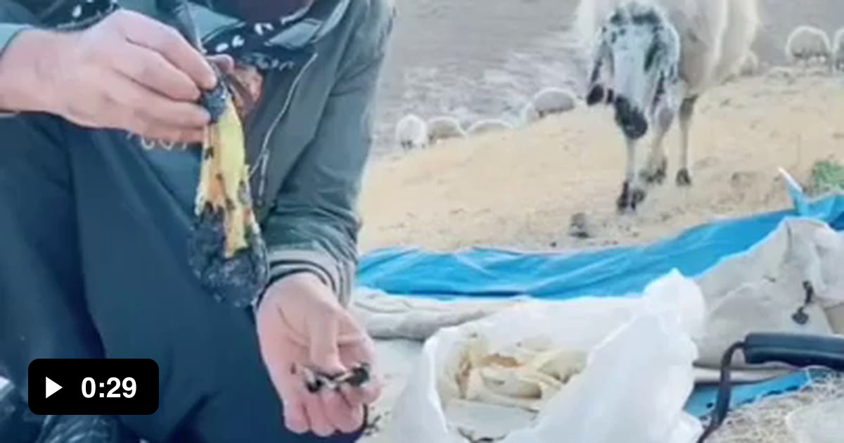 A cocky sheep and a defiant ass - 9GAG