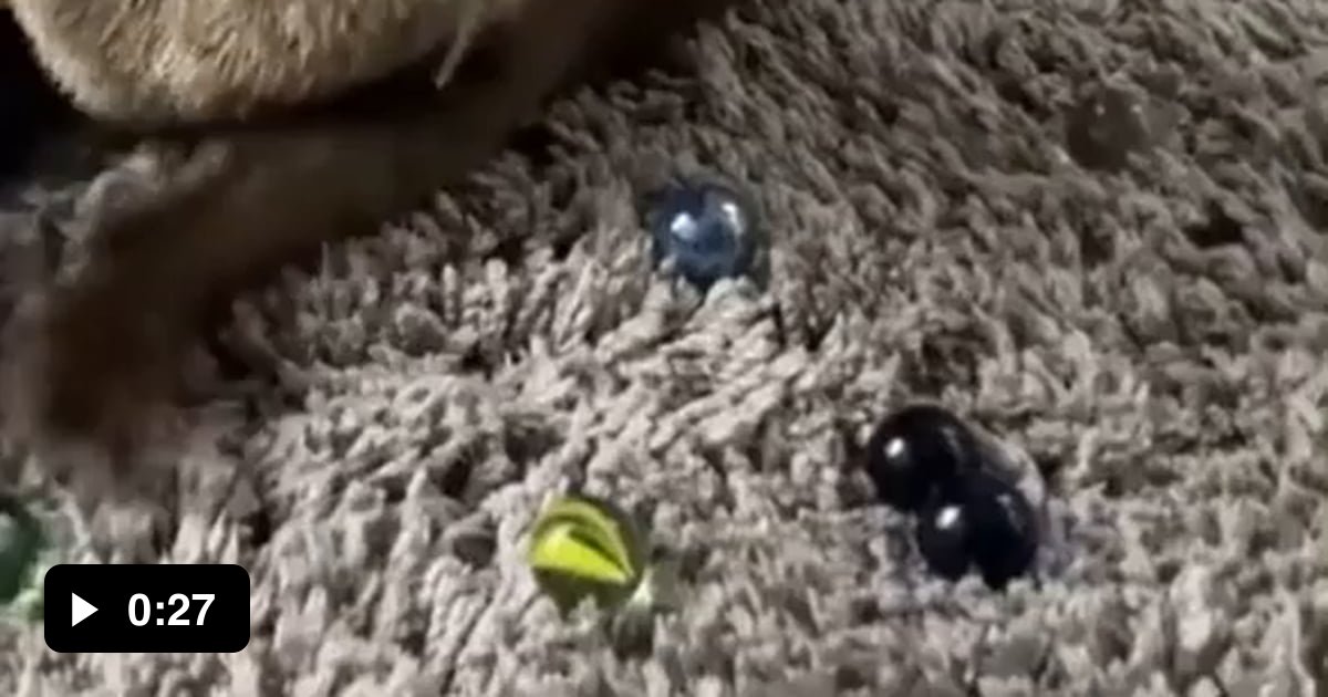 For anyone having a hard day, here’s a video of otter playing with ...