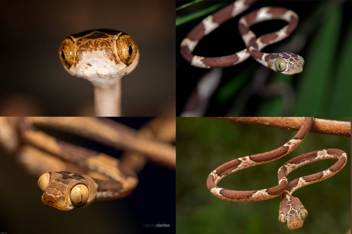 The Fiddle-string snake - 9GAG