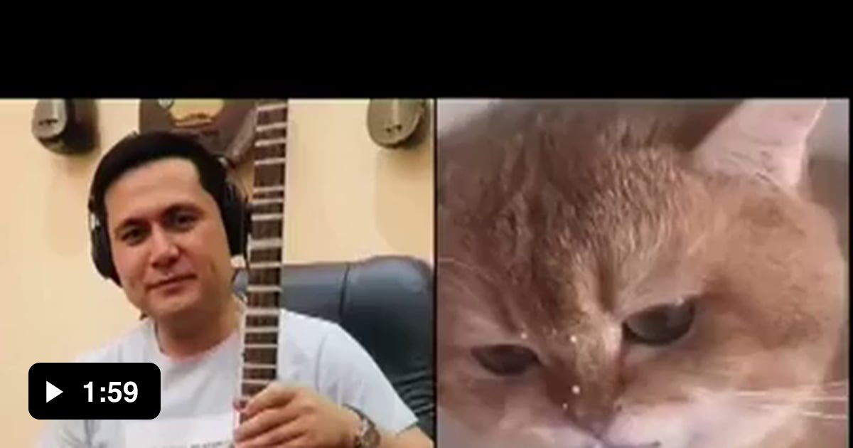 A cat drinking milk turns to a polka swing epic. Credit to mimo_mio Joe Di Fiore thesprout Tom ...