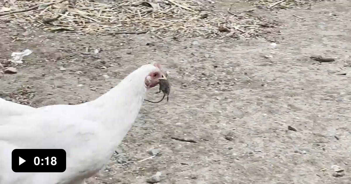 You may have pets, but you don’t have a mice hunting chicken - 9GAG
