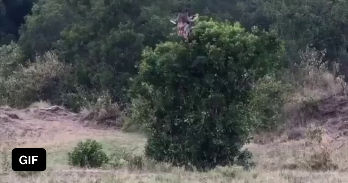 What's he doing to that tree? - 9GAG