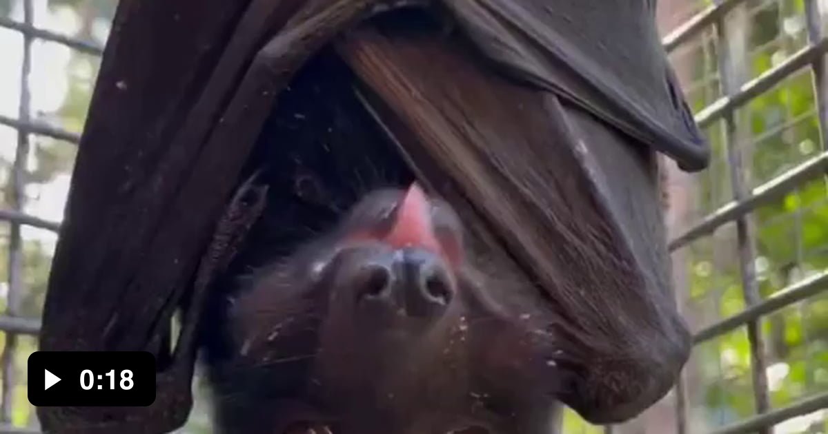 Fruit bat recovering in a sanctuary - 9GAG