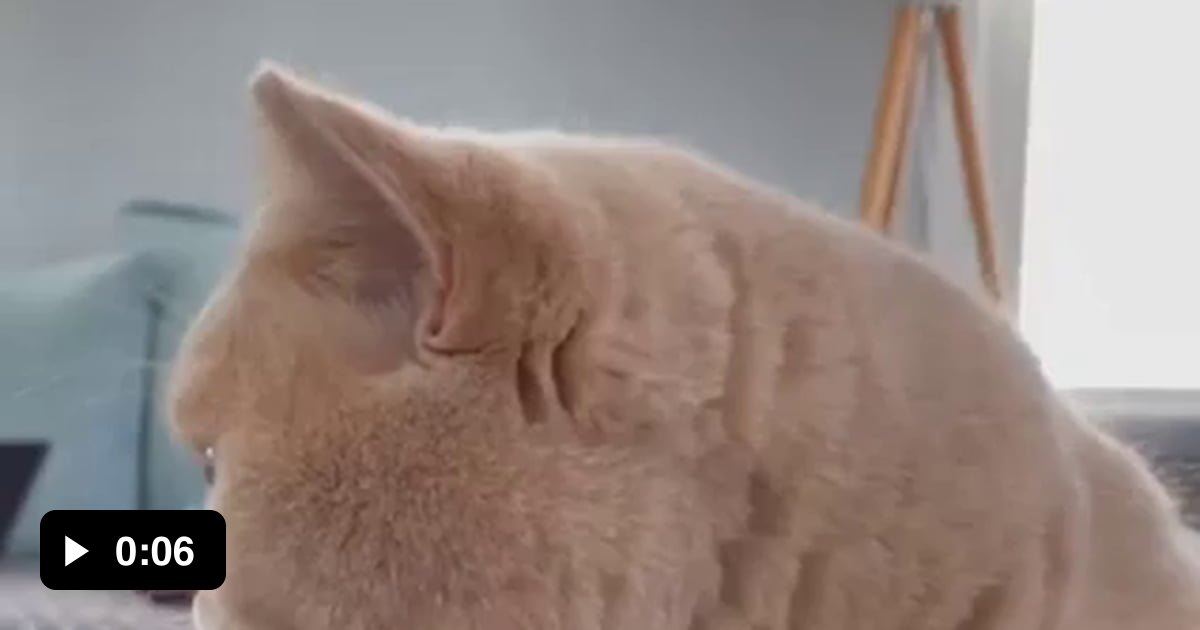 Dunkin the donut cat - 9GAG