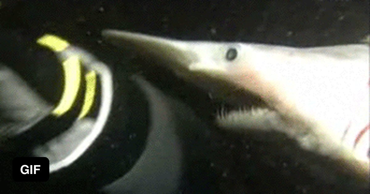 Shark's jaw unhinges - 9GAG