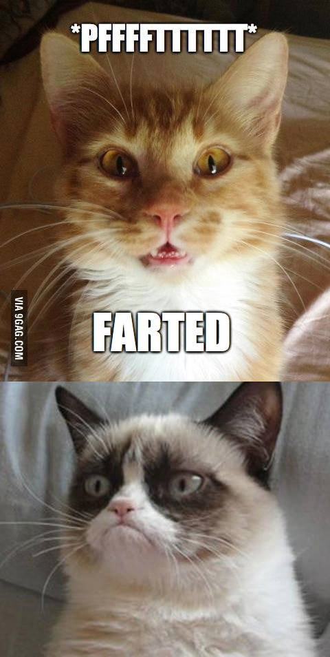 Cat farted meme - 9GAG