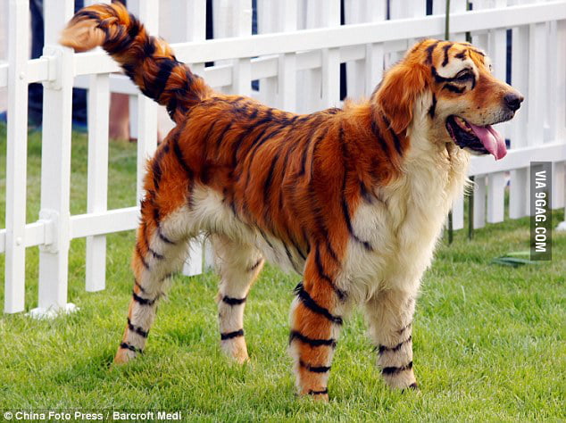 Real life Arcanine! - 9GAG