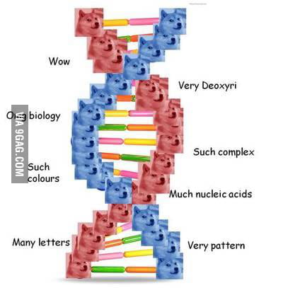 Doge DNA - 9GAG