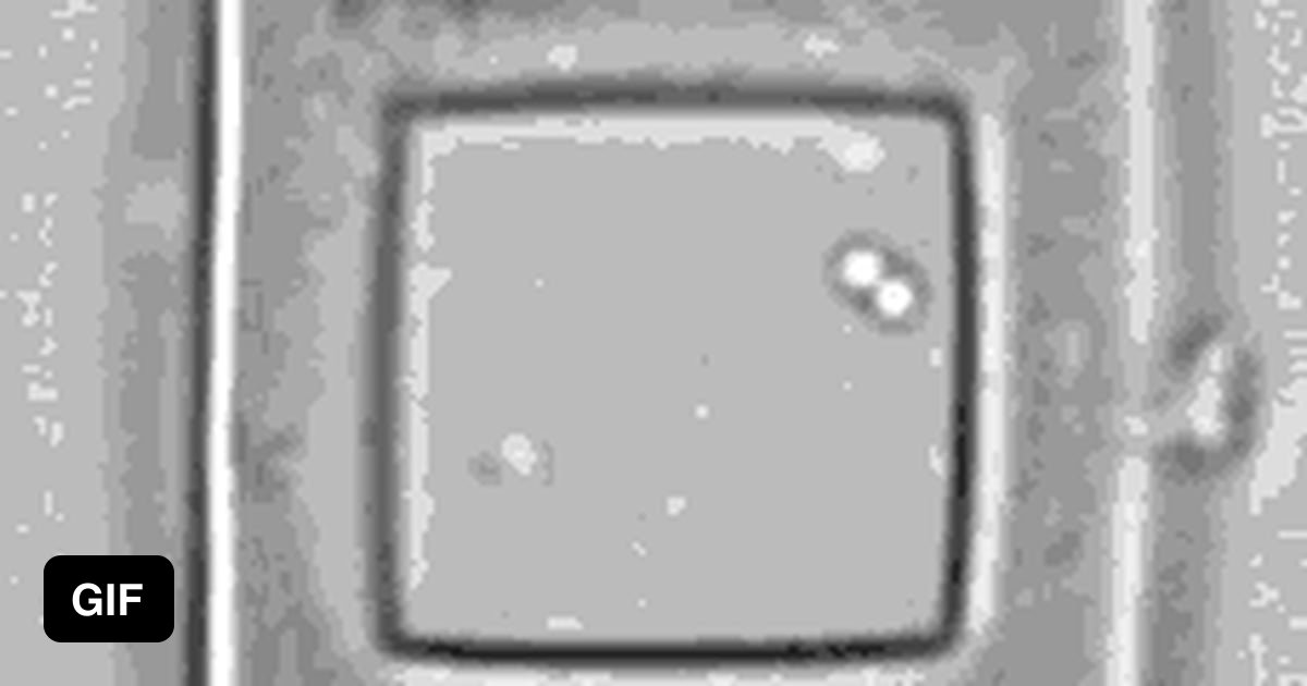 Bacteria in a cage multiply over several hours - 9GAG