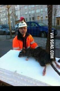 Yes, this is a real rat and was seen in southern Sweden. I won't be ...