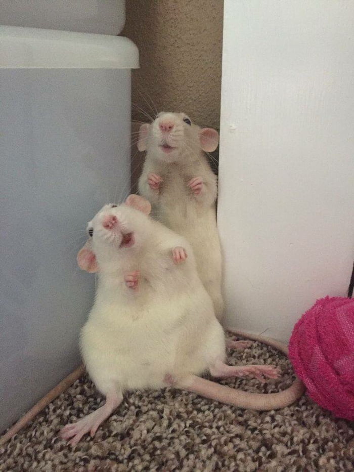 Pinky & The Brain IRL - 9GAG