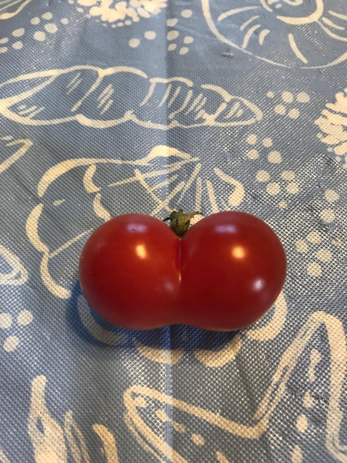 Grandmas garden has some thicc vegetables - 9GAG