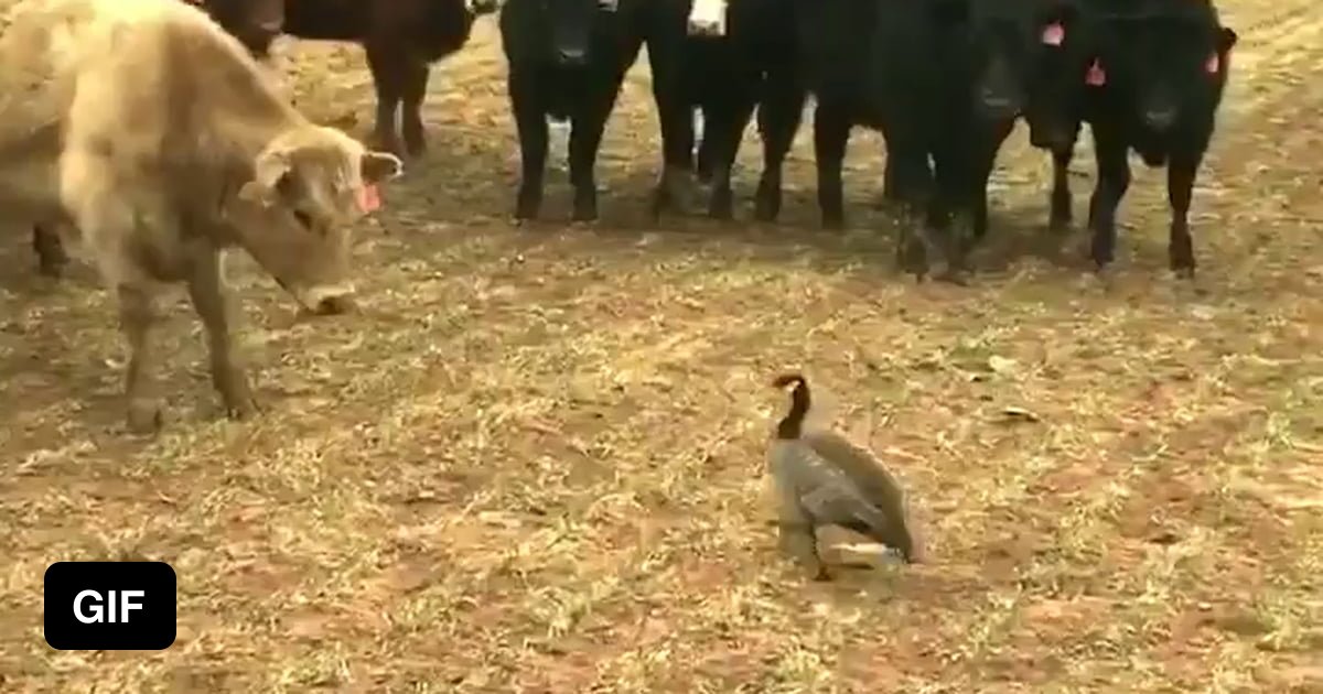 This is the most bad ass bird I've ever seen - 9GAG