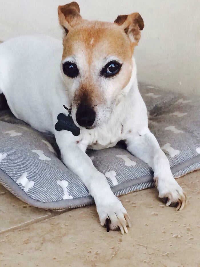 My dog wears eyeliner - 9GAG