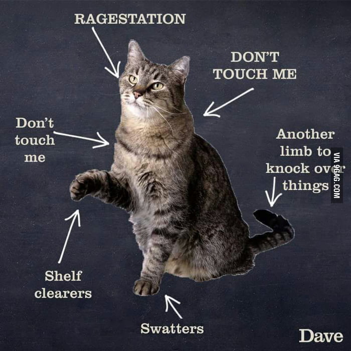 Cat anatomy - 9GAG