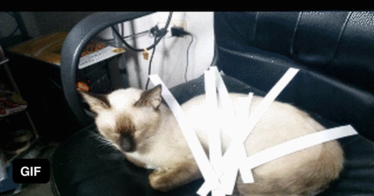 Trolling my cat. - 9GAG