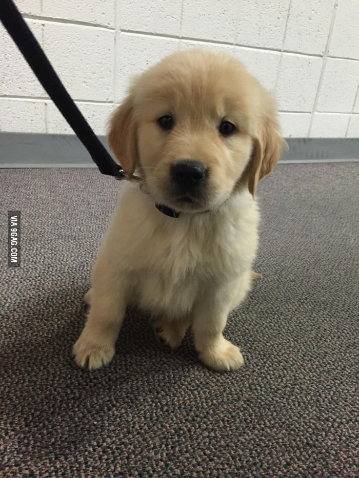 First day at home! Super nervous - 9GAG